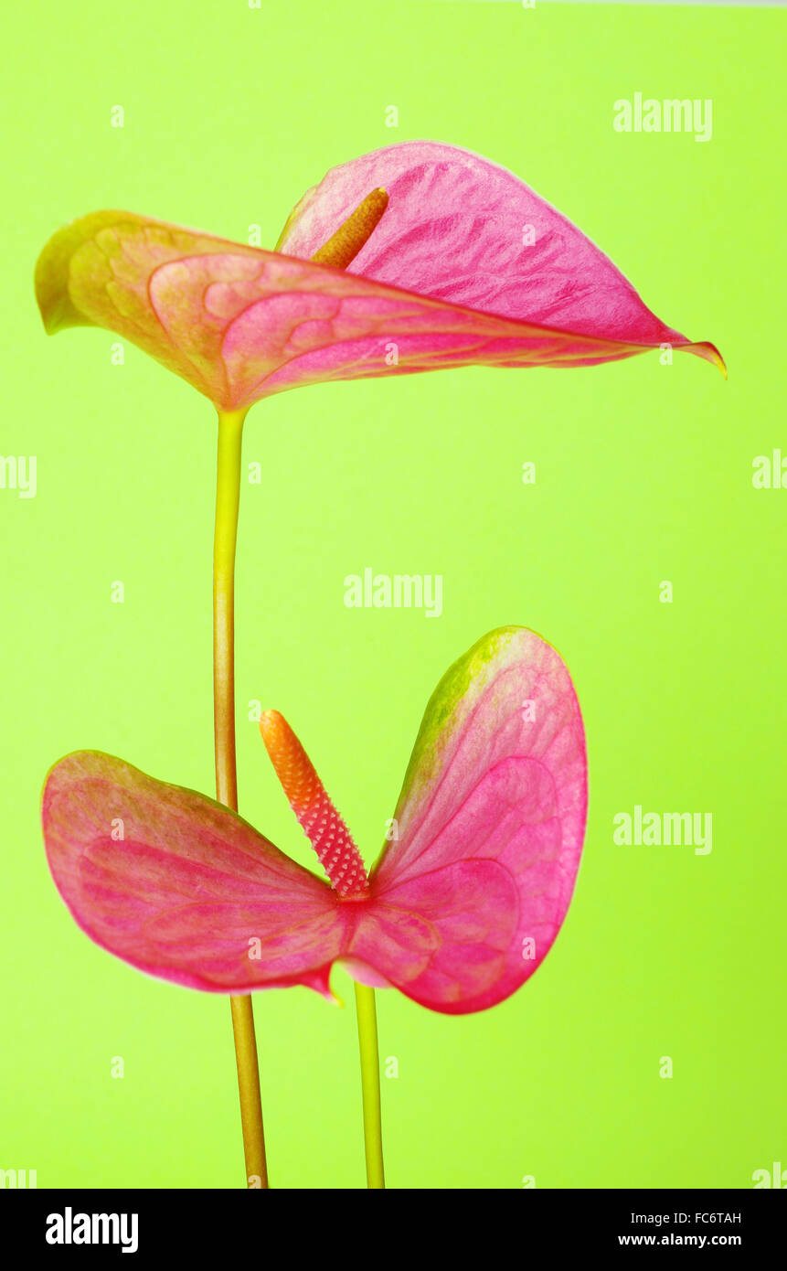 Anthurium bloom hi-res stock photography and images - Alamy