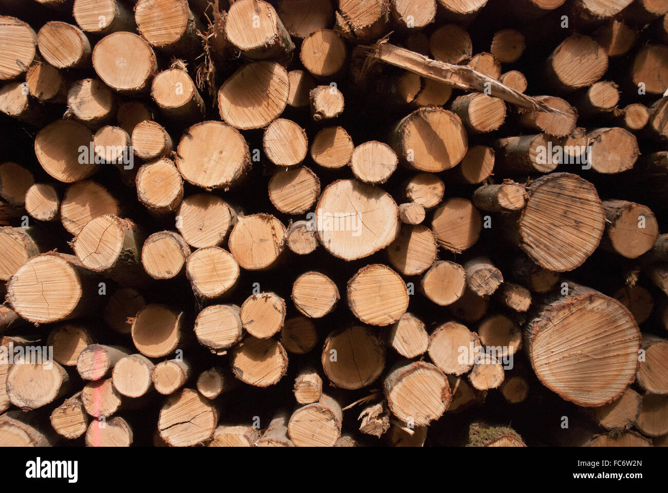 pile of wood in grunewald forest Stock Photo - Alamy