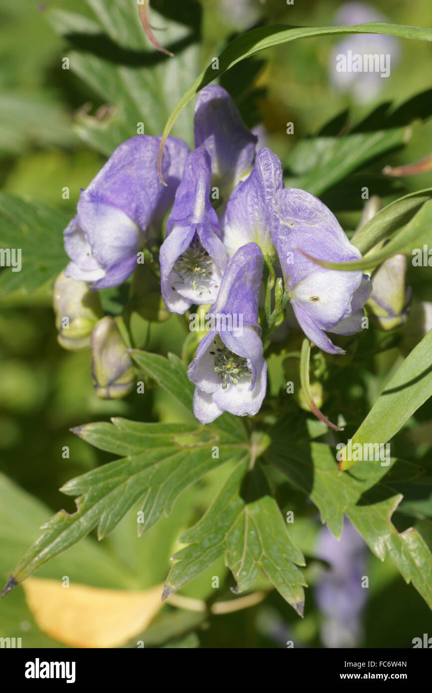 Aconites monkshood hi-res stock photography and images - Alamy