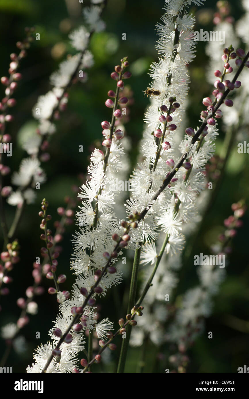 Bugbane hi-res stock photography and images - Alamy