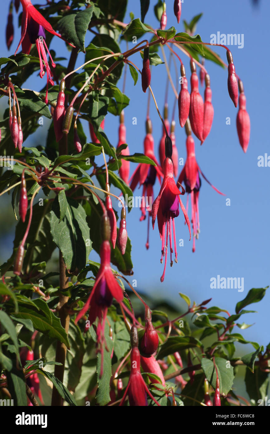 Hardy fuchsia hi-res stock photography and images - Alamy