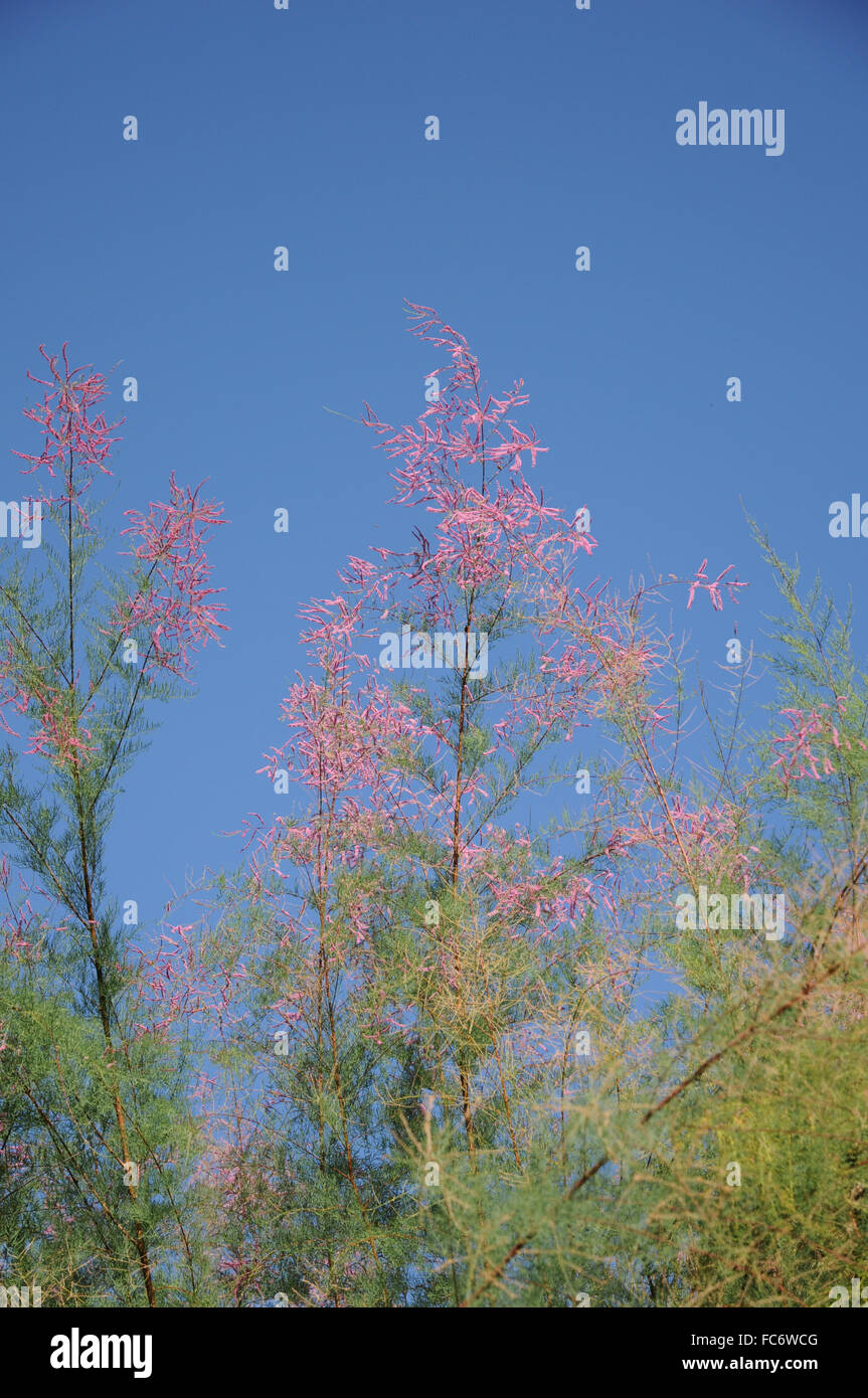 Saltcedar hi-res stock photography and images - Alamy