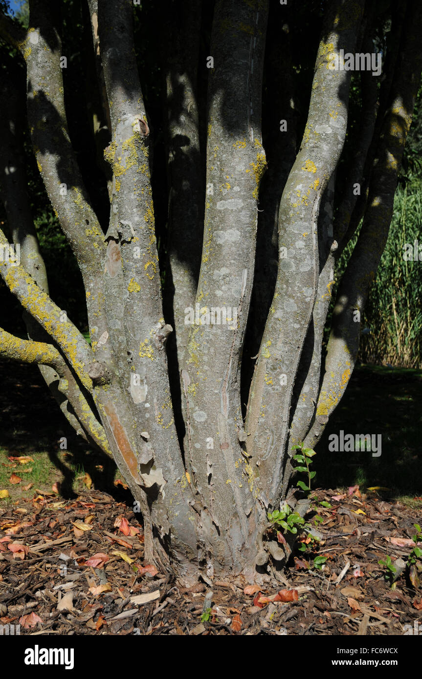 Ironwood Trees High Resolution Stock Photography and Images - Alamy