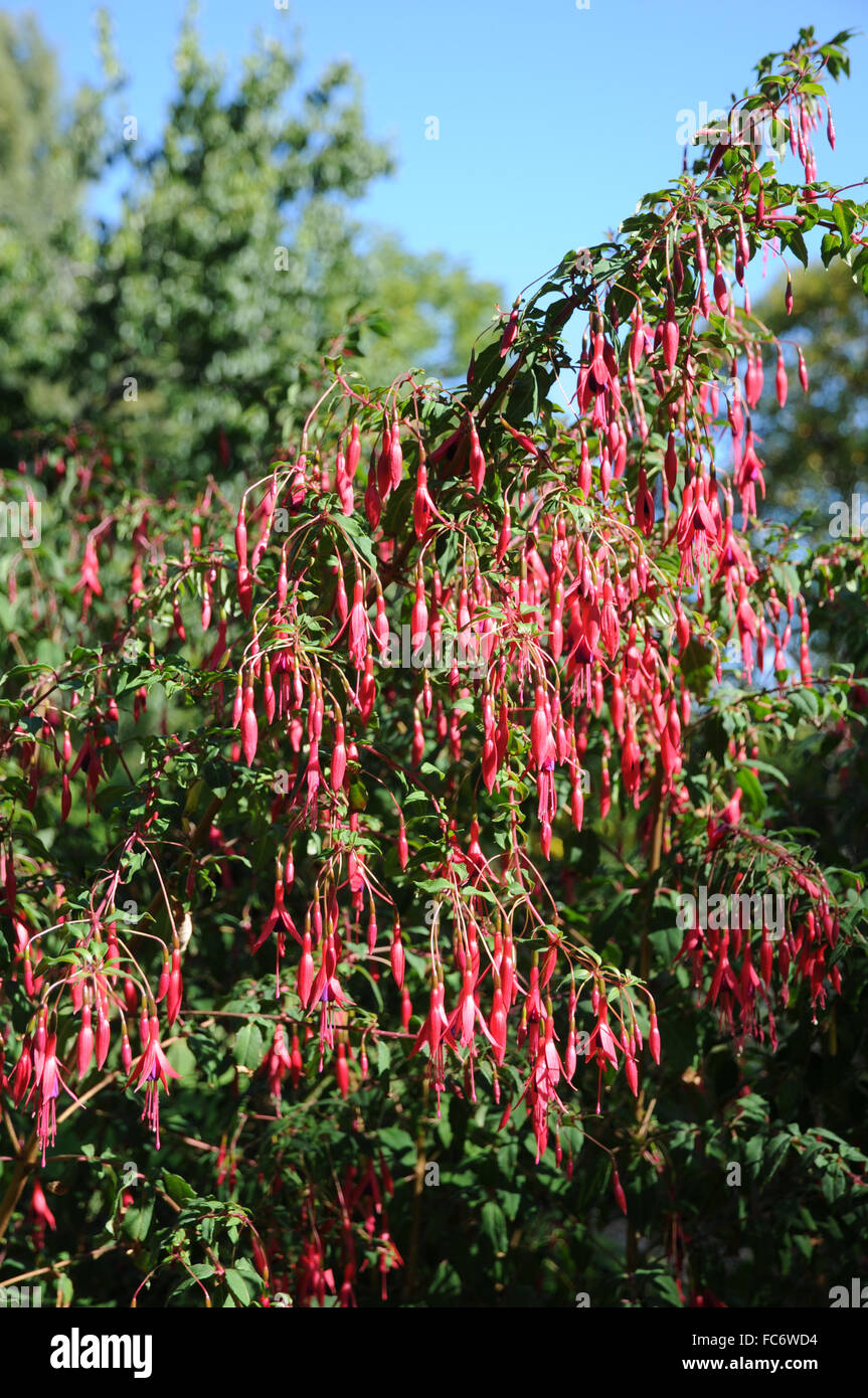 Hardy fuchsia hi-res stock photography and images - Alamy
