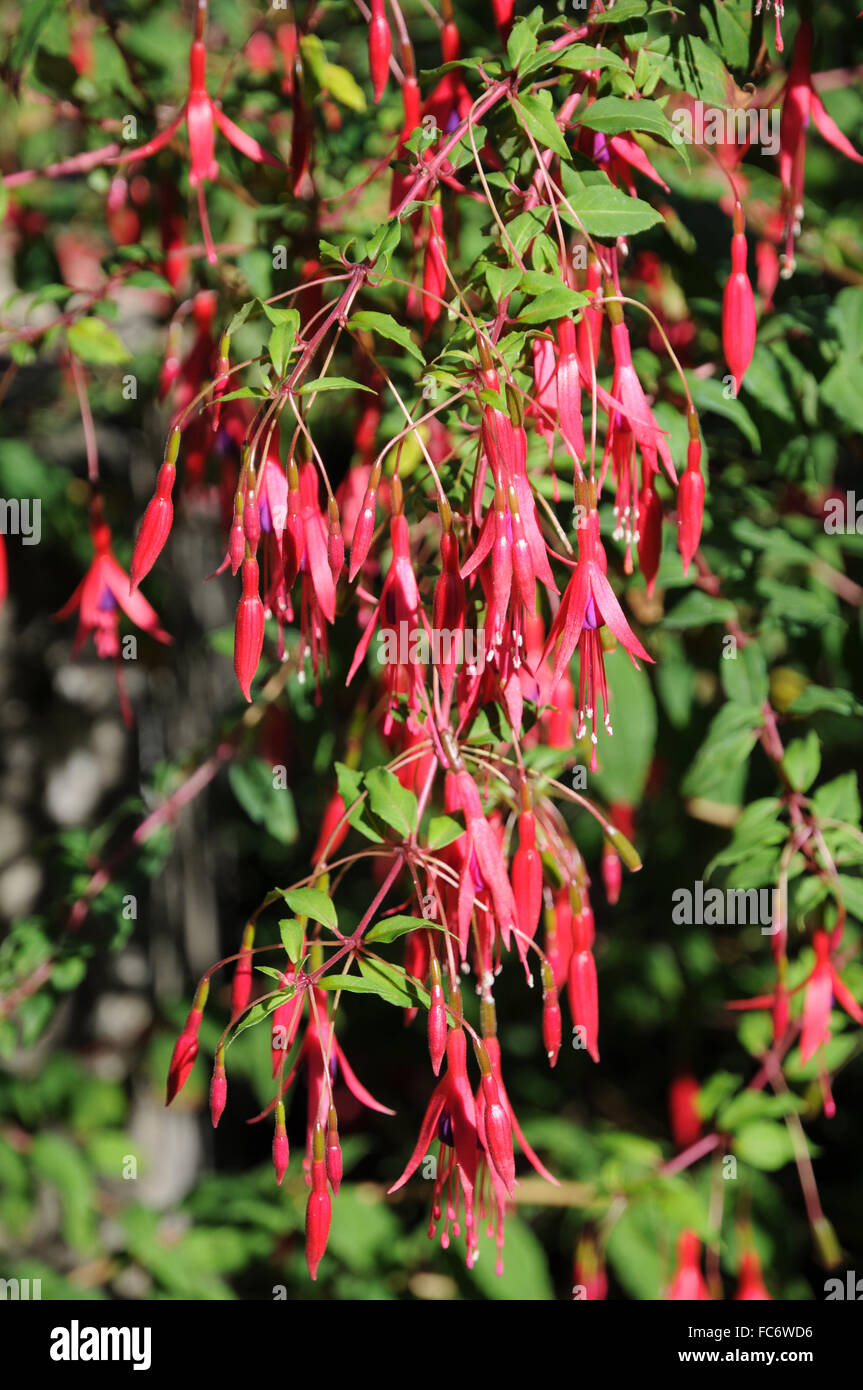 Fuchsia blumen hi-res stock photography and images - Alamy