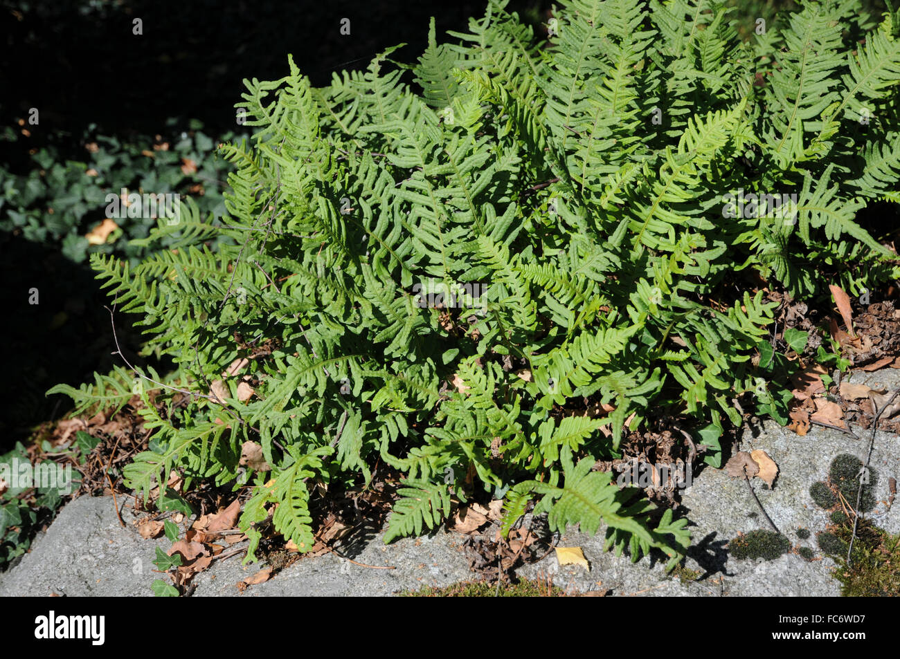 Common polypodies hi-res stock photography and images - Alamy