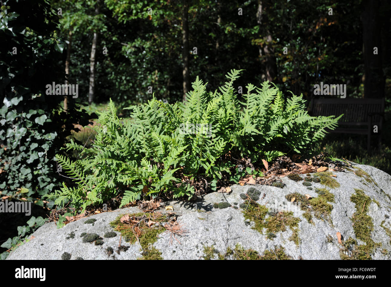 Common polypody hi-res stock photography and images - Alamy