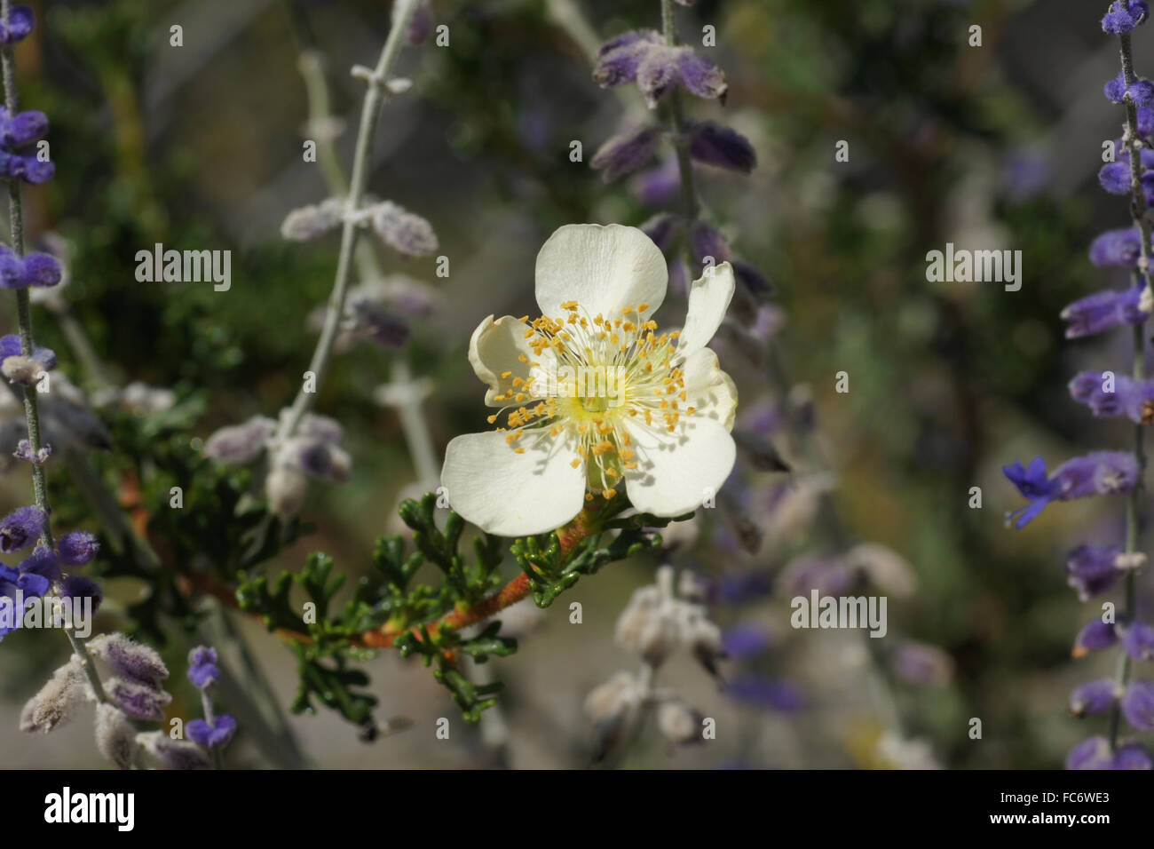 Cliffrose hi-res stock photography and images - Alamy