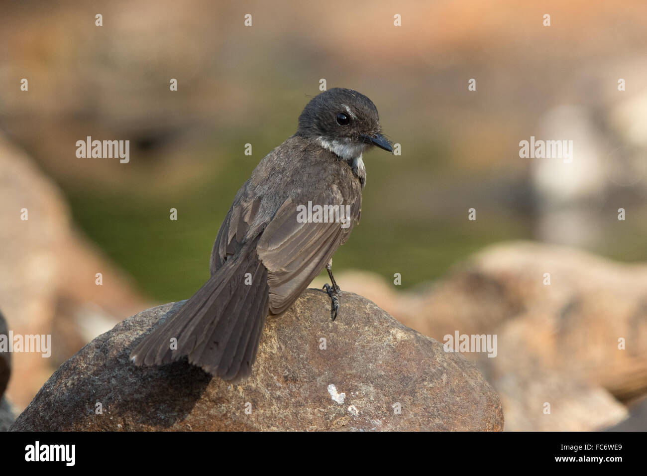 Northern Fantail (Rhipidura rufiventris Stock Photo - Alamy