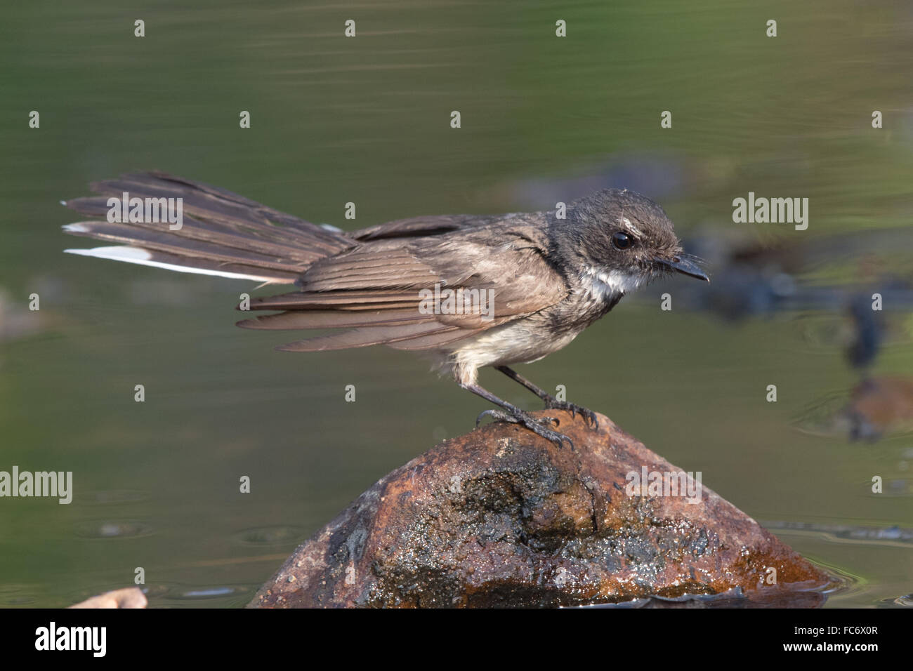 Australian fantail hi-res stock photography and images - Alamy