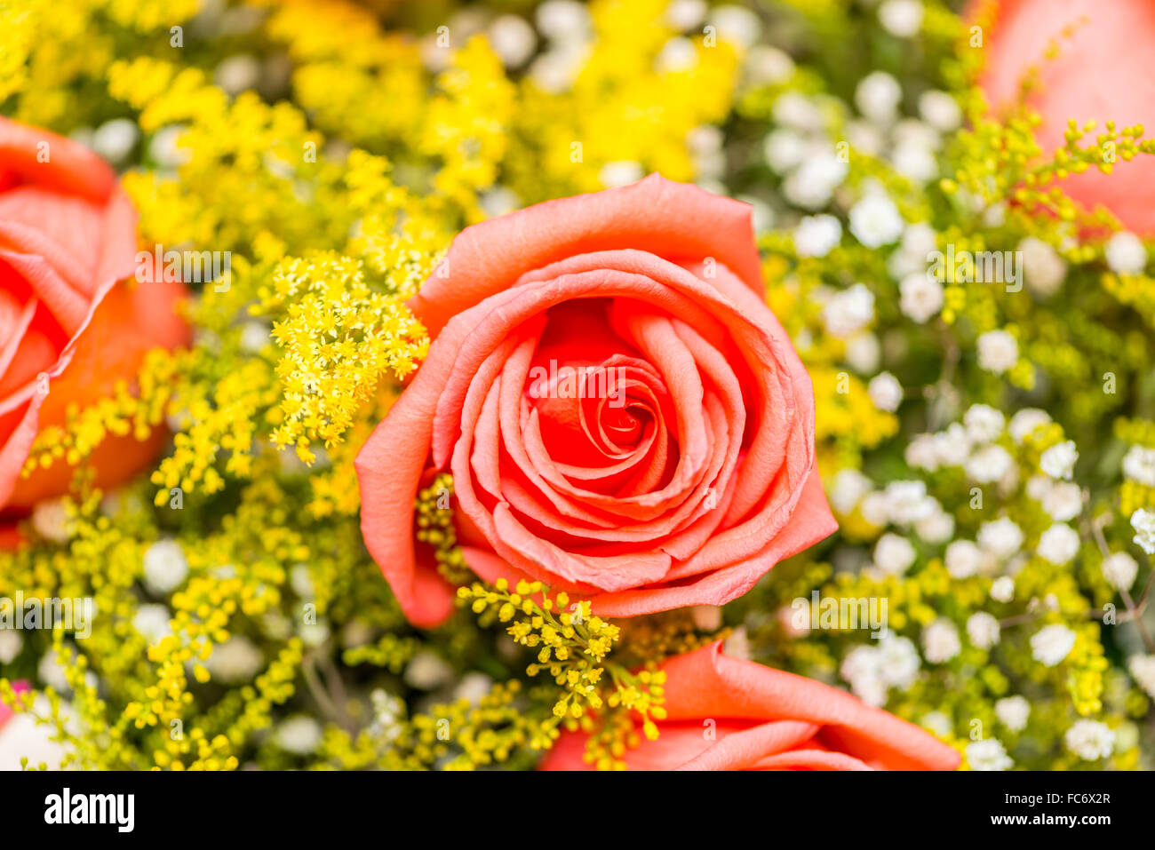 Nice roses in celebration concept Stock Photo - Alamy