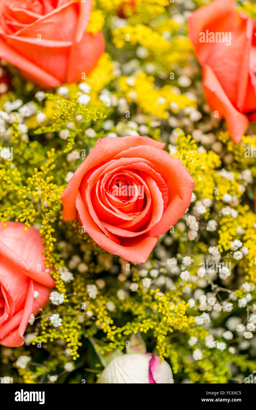 Nice roses in celebration concept Stock Photo - Alamy