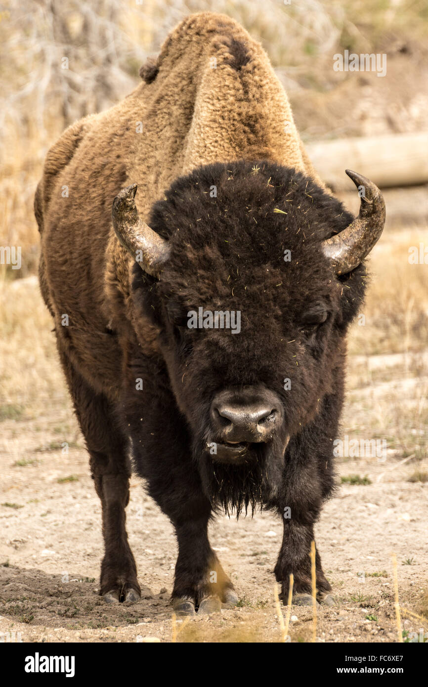 American Bison Face