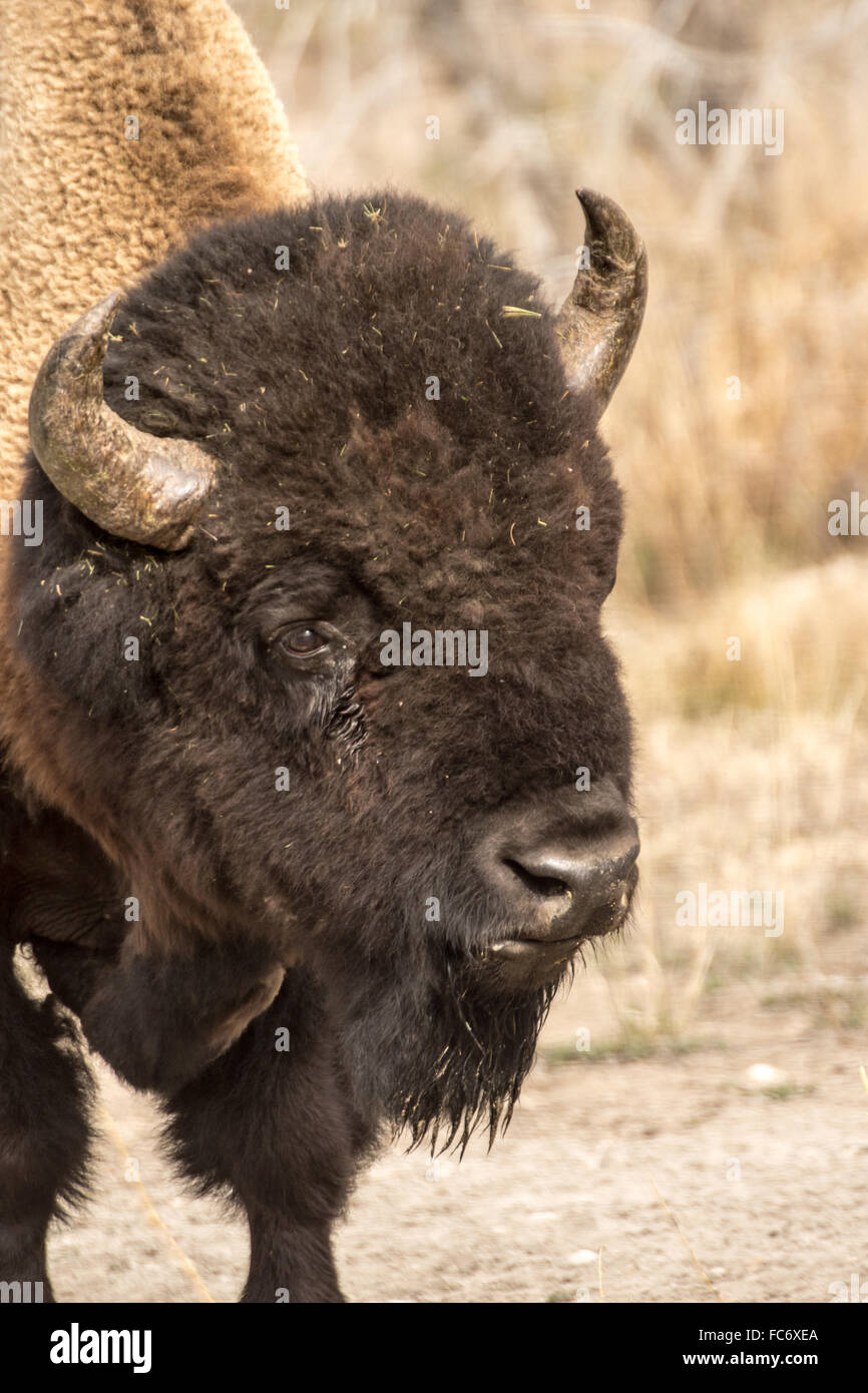 Bison bull head hi-res stock photography and images - Alamy