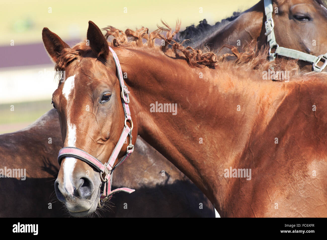 Trakehner breed hi-res stock photography and images - Alamy