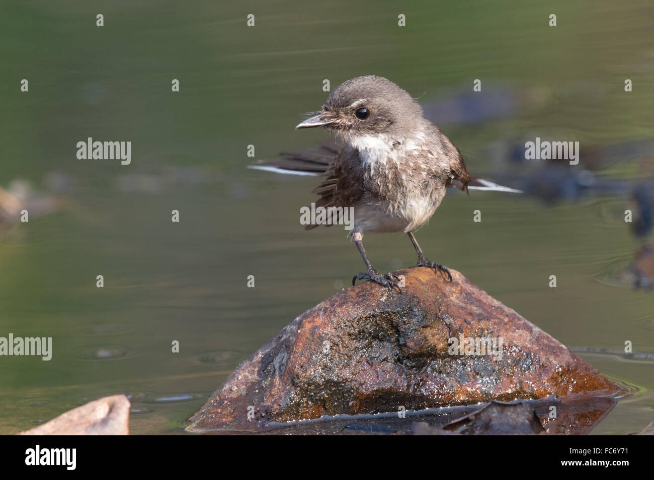 Northern Fantail (Rhipidura rufiventris Stock Photo - Alamy