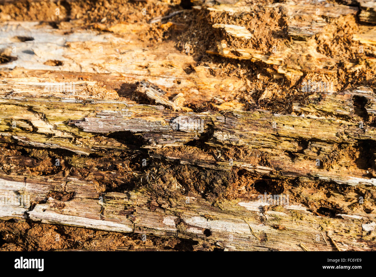 Old bark detail Stock Photo - Alamy