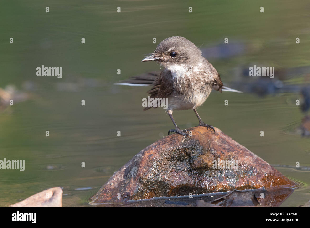 Rhipidura rufiventris hi-res stock photography and images - Alamy