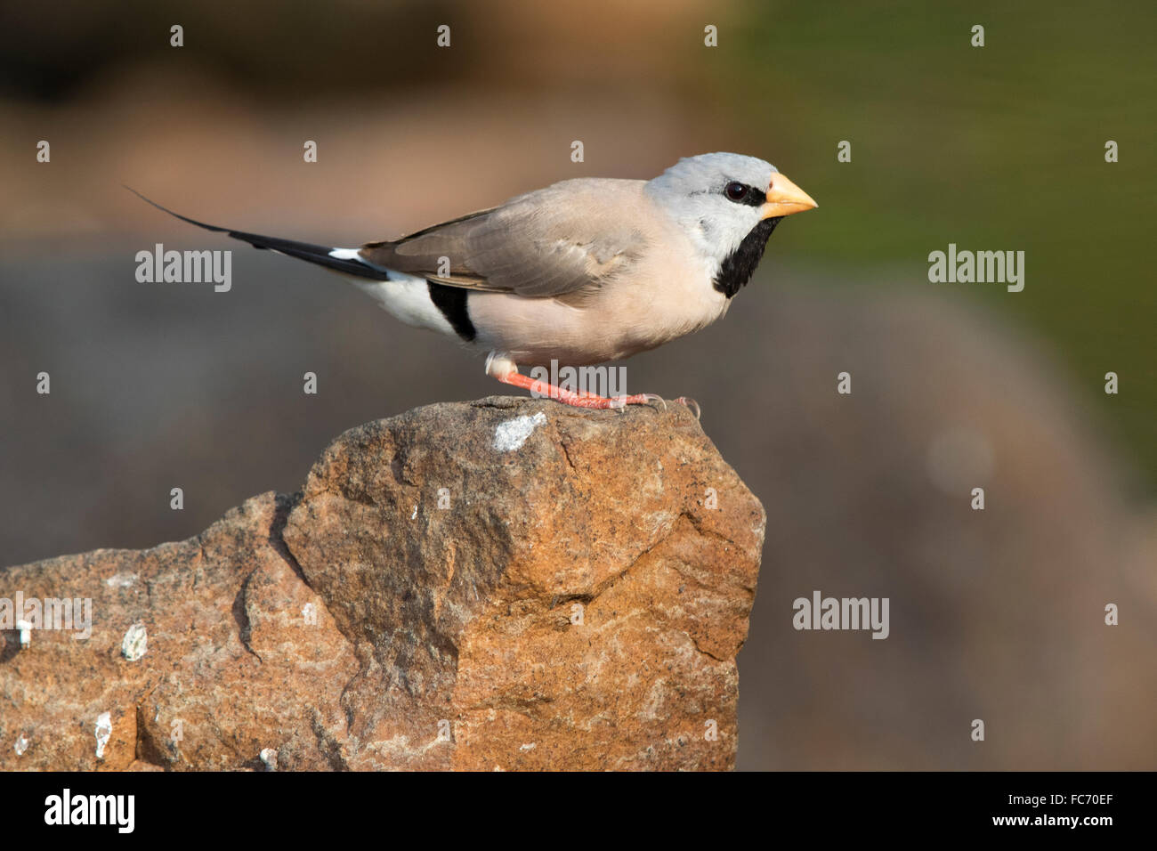 "Long-tailed Finch (Poephila acuticauda Stock Photo - Alamy