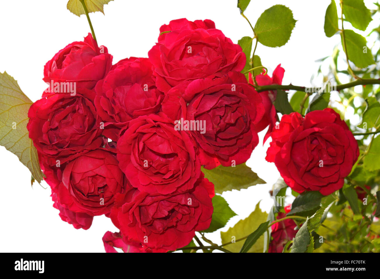 Rose vine wallpaper hi-res stock photography and images - Alamy