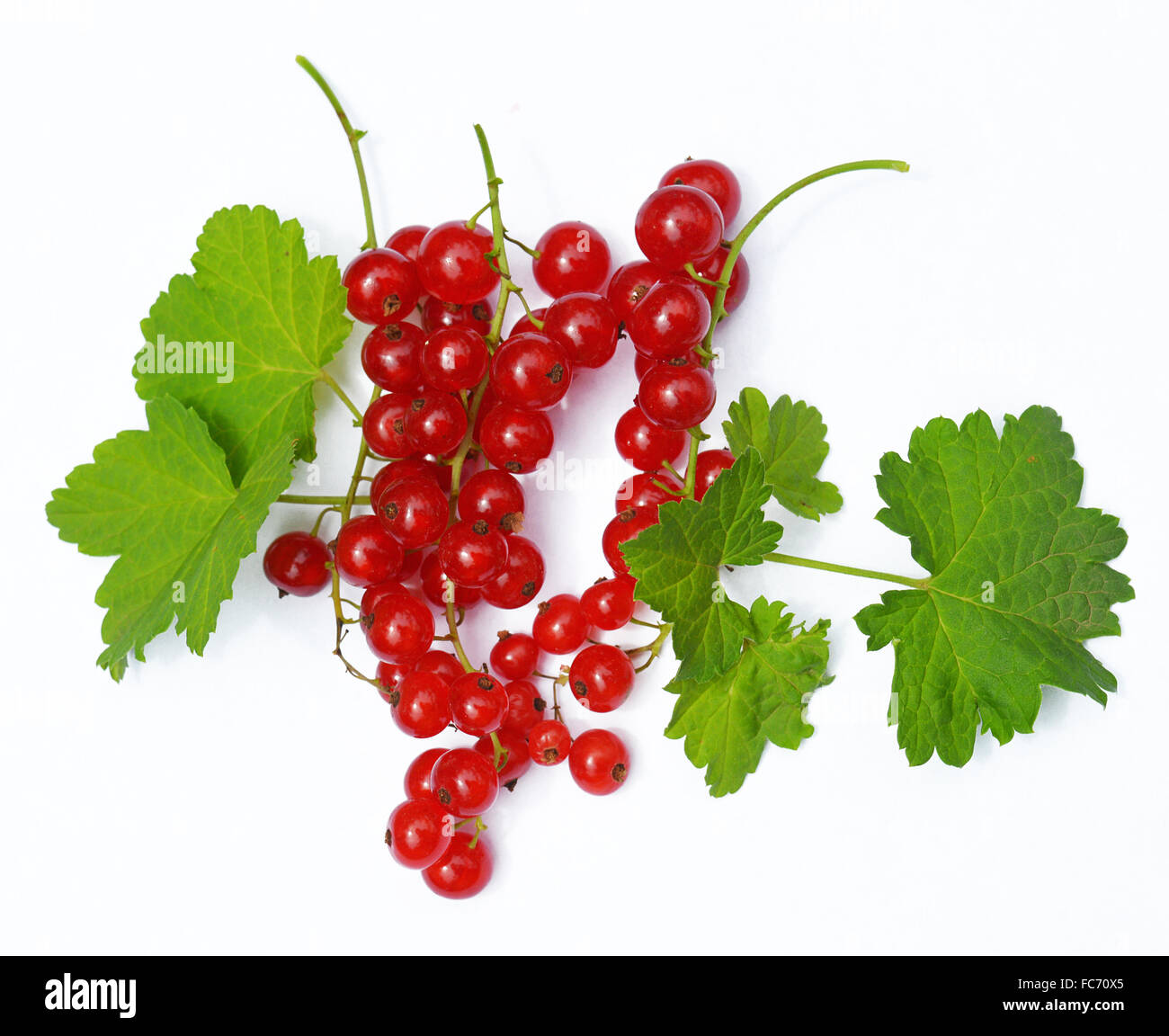 Redcurrent Cut Out Stock Images & Pictures - Alamy