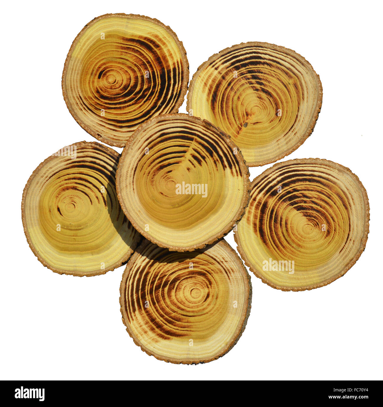 Tree slices hi-res stock photography and images - Alamy