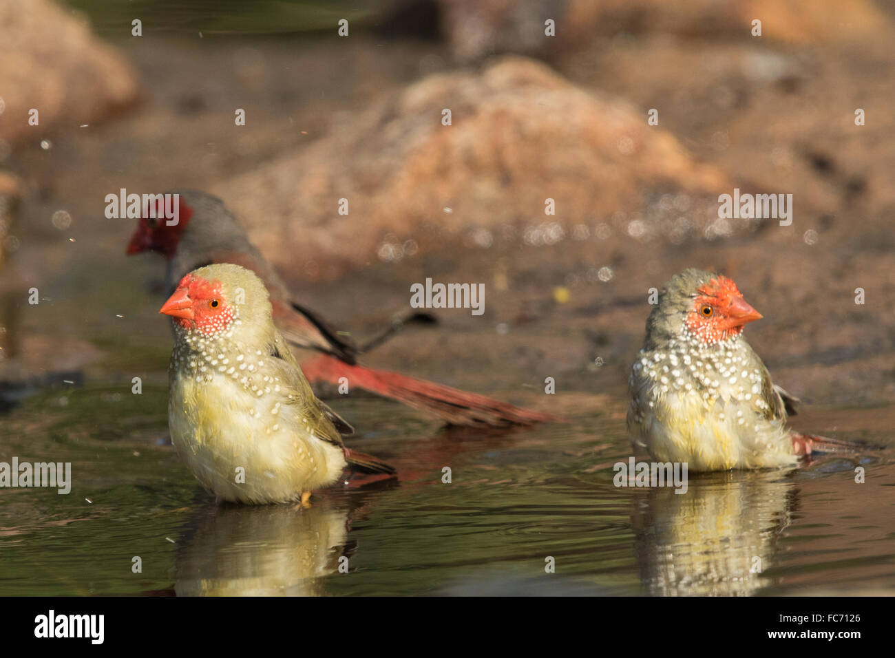 Finches hi-res stock photography and images - Alamy