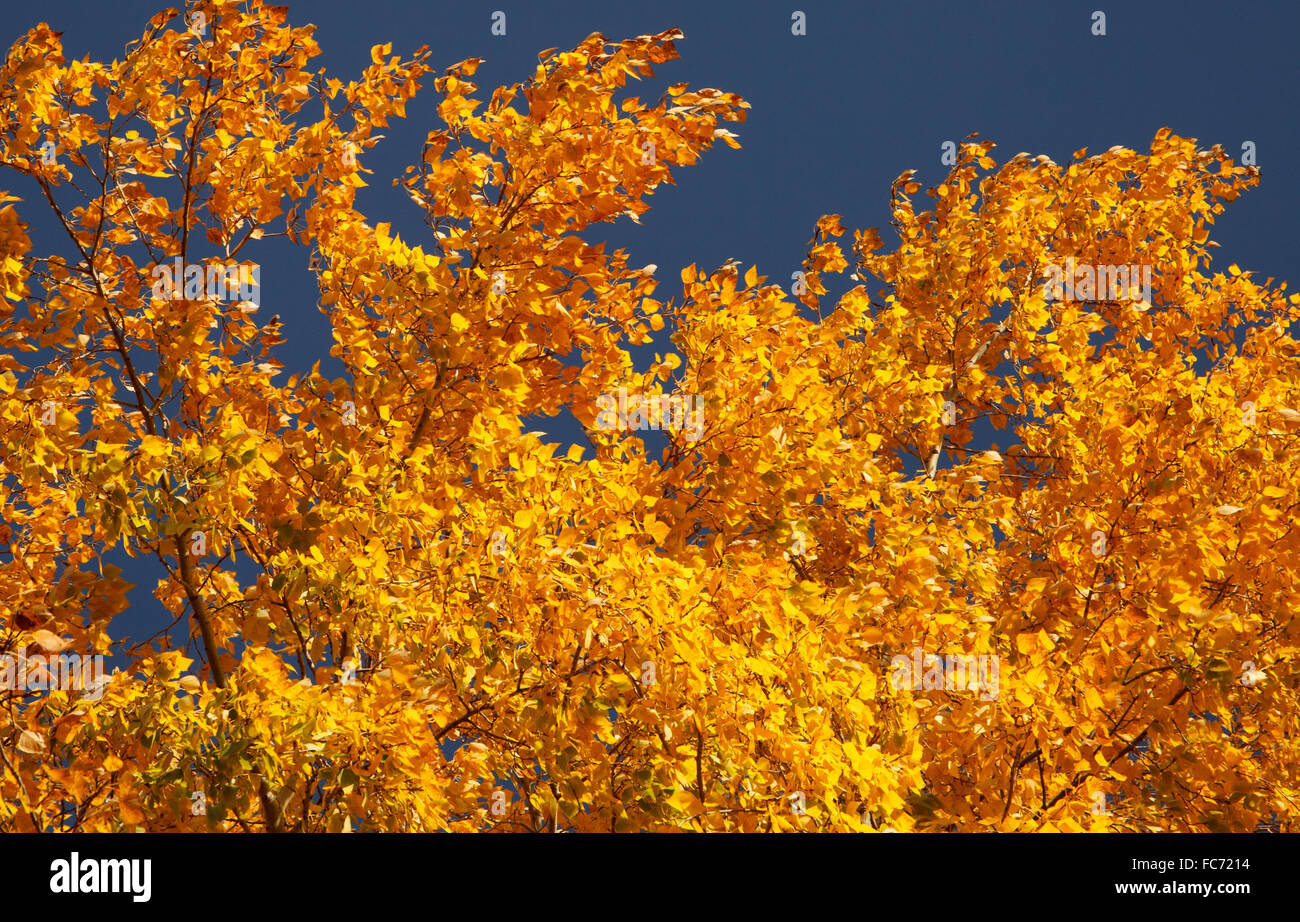 Fall colouring hi-res stock photography and images - Alamy