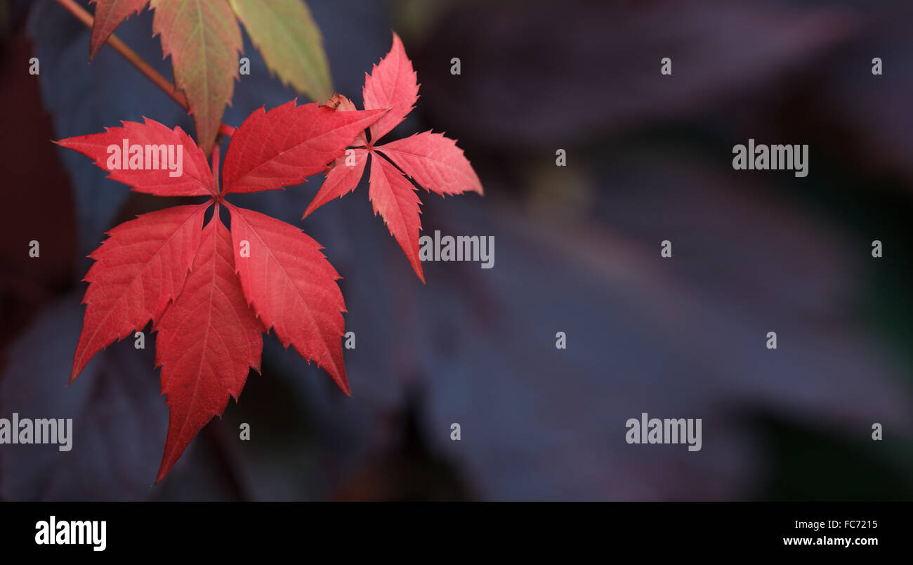 Fal colors hi-res stock photography and images - Alamy