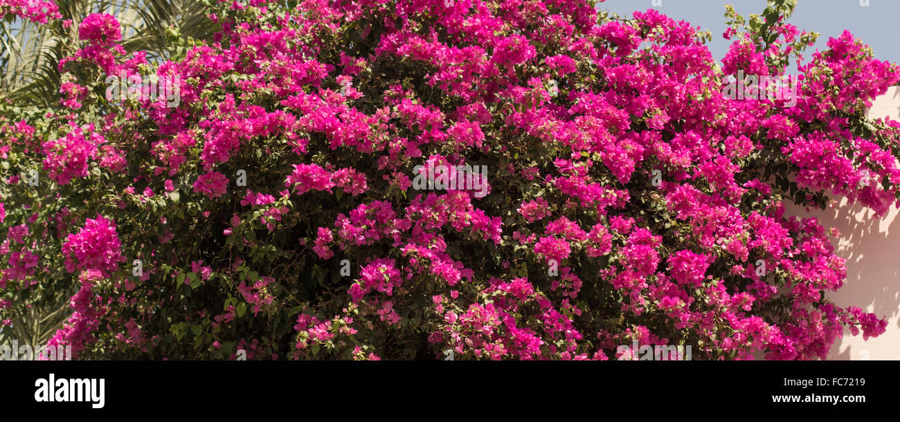 Flower wall background Stock Photo - Alamy
