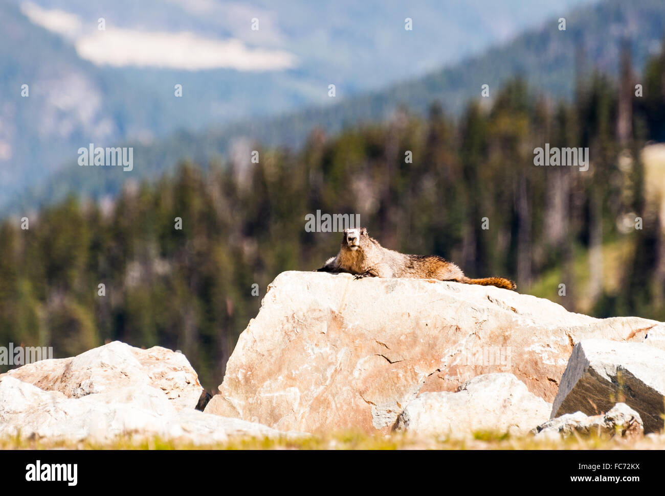 Marmot canada hi-res stock photography and images - Alamy