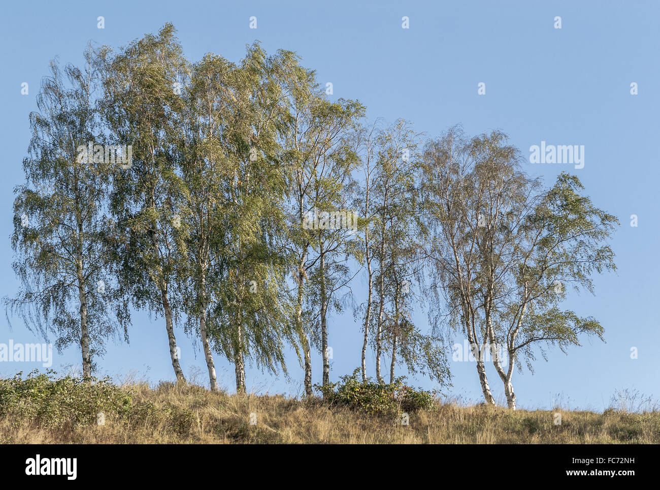 Tree study group hi-res stock photography and images - Alamy