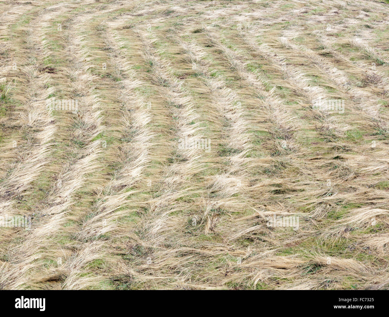 Reaped hay on field Stock Photo - Alamy