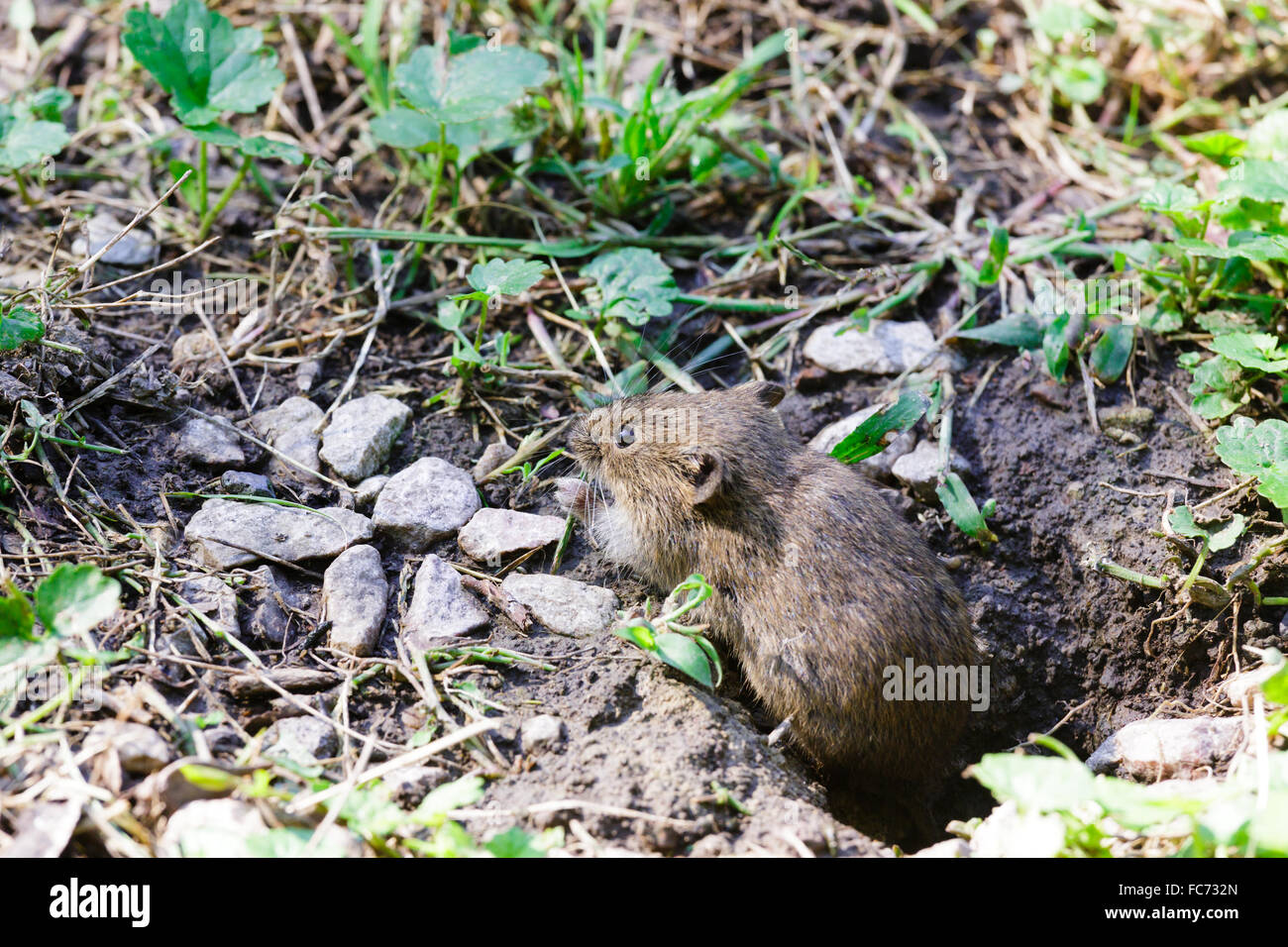 Little gray mouse Stock Photo - Alamy