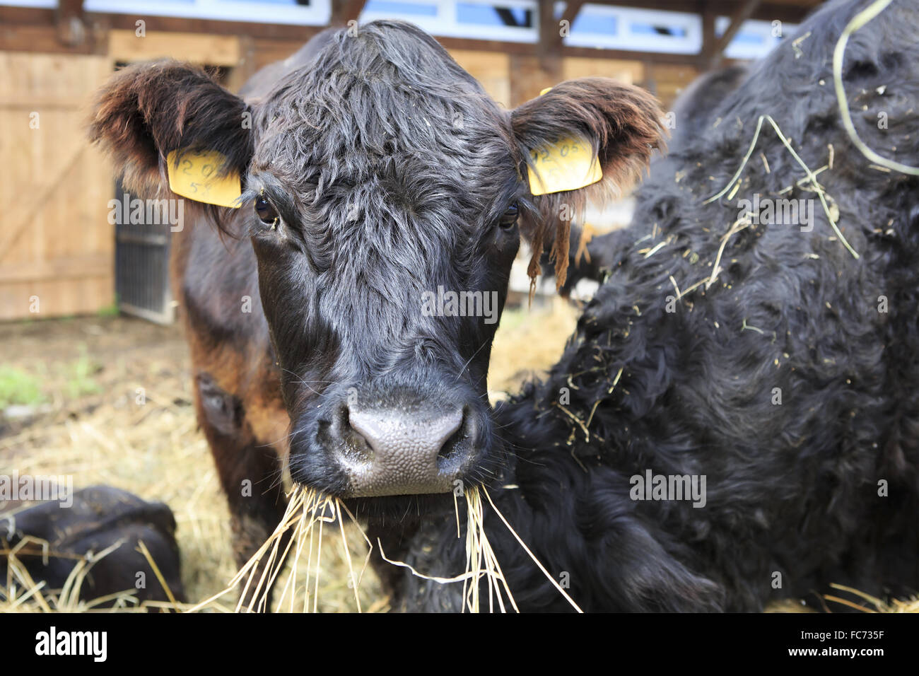 Galloway breed of cattle Stock Photo - Alamy