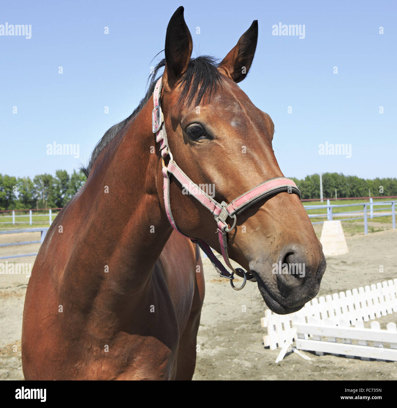 Hanoverian mare breed. Beautiful portrait Stock Photo - Alamy