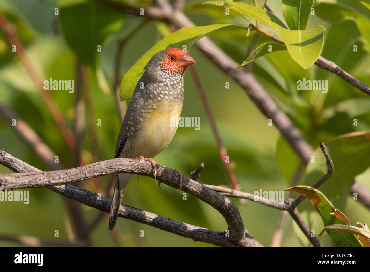 Star Finch (Neochmia ruficauda Stock Photo - Alamy