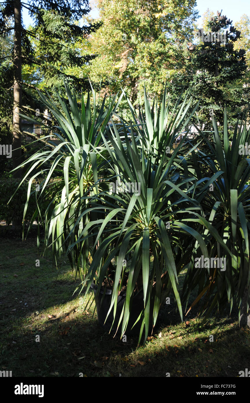 Yucca elephantipes hi-res stock photography and images - Alamy