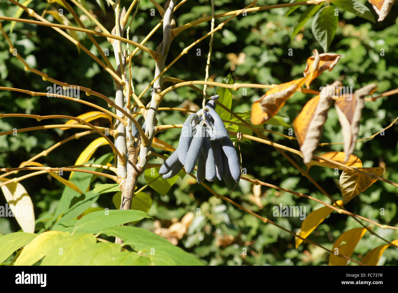 Dead Mans Finger High Resolution Stock Photography and Images - Alamy