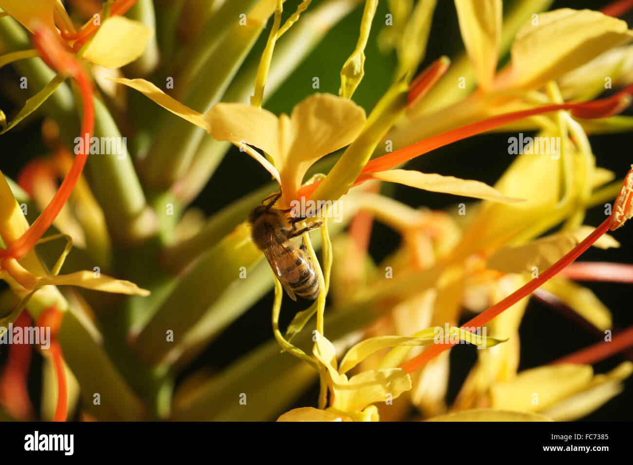 Lily pollination hi-res stock photography and images - Alamy