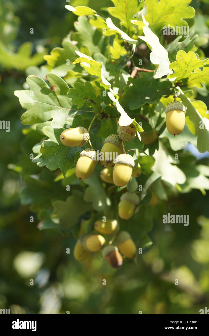 German oaks hi-res stock photography and images - Alamy