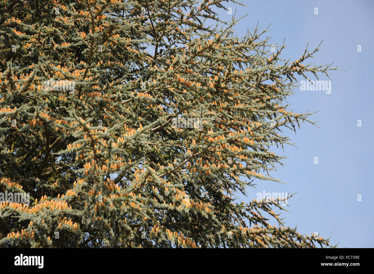 Atlas zeder hi-res stock photography and images - Alamy