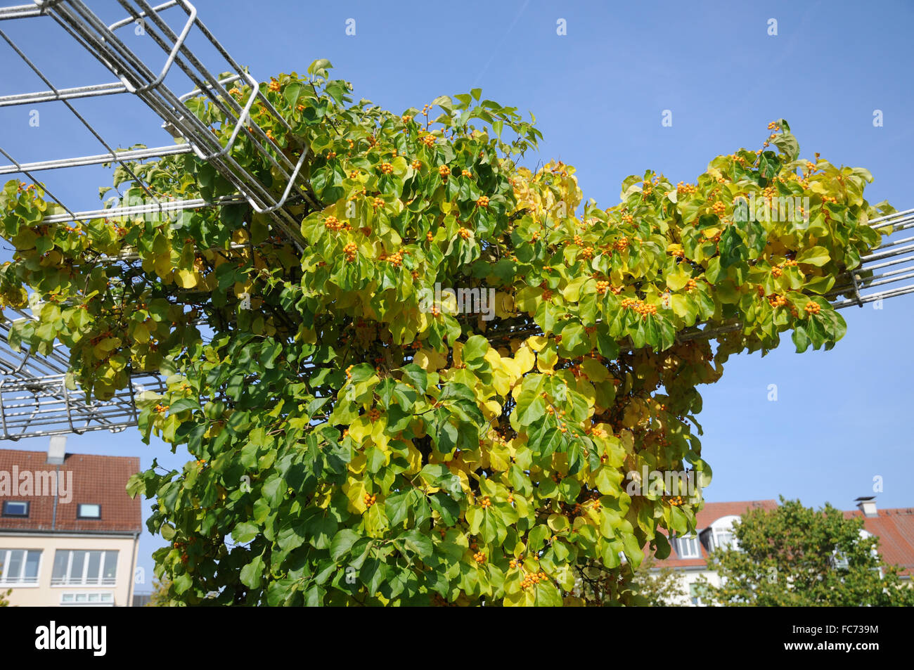 Staff vine Stock Photo - Alamy