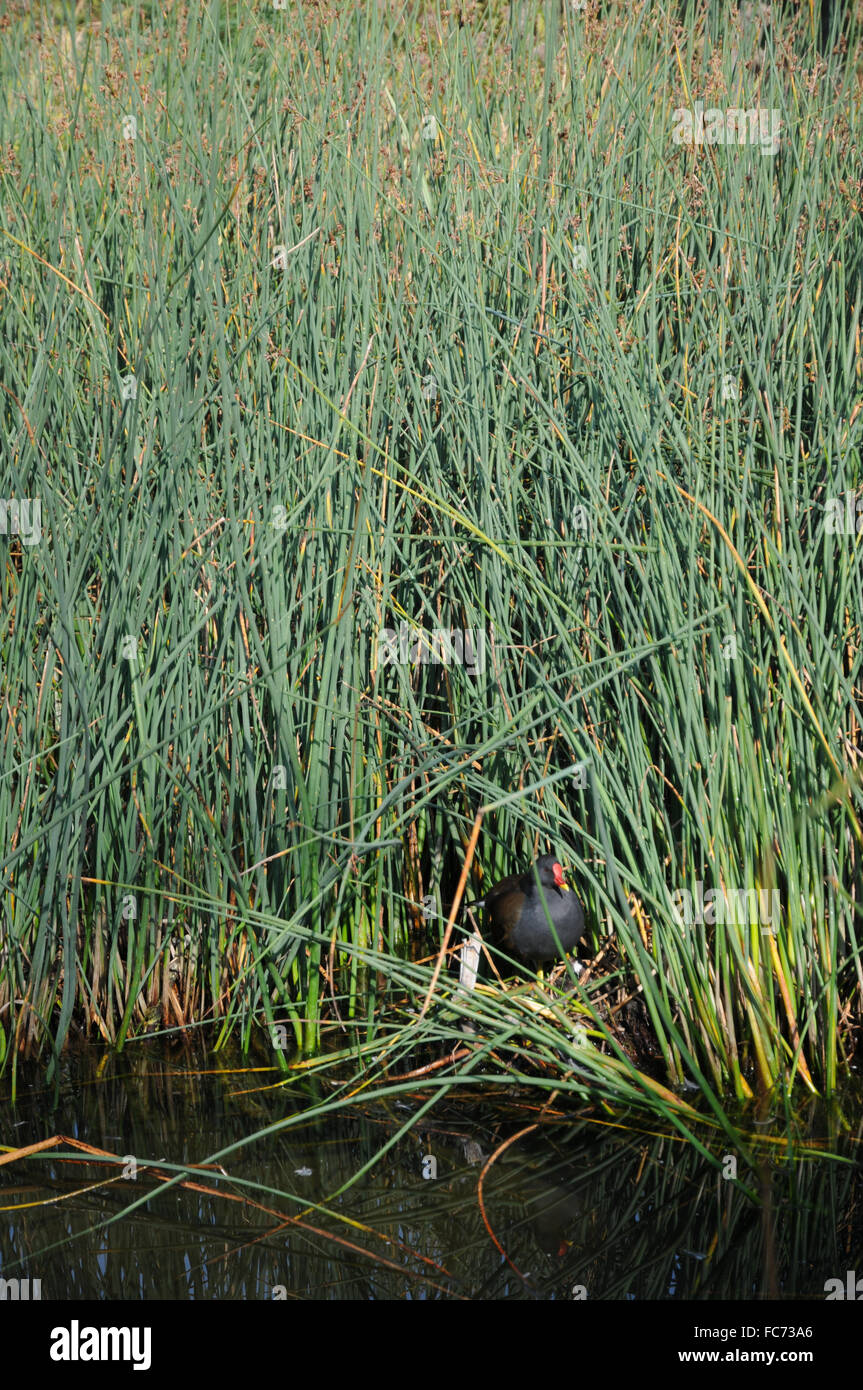 Club rush plant hi-res stock photography and images - Alamy