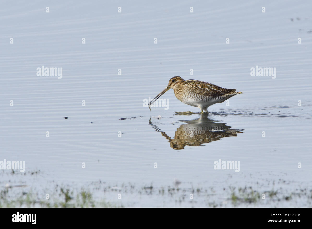Sumpfvogel hi-res stock photography and images - Alamy