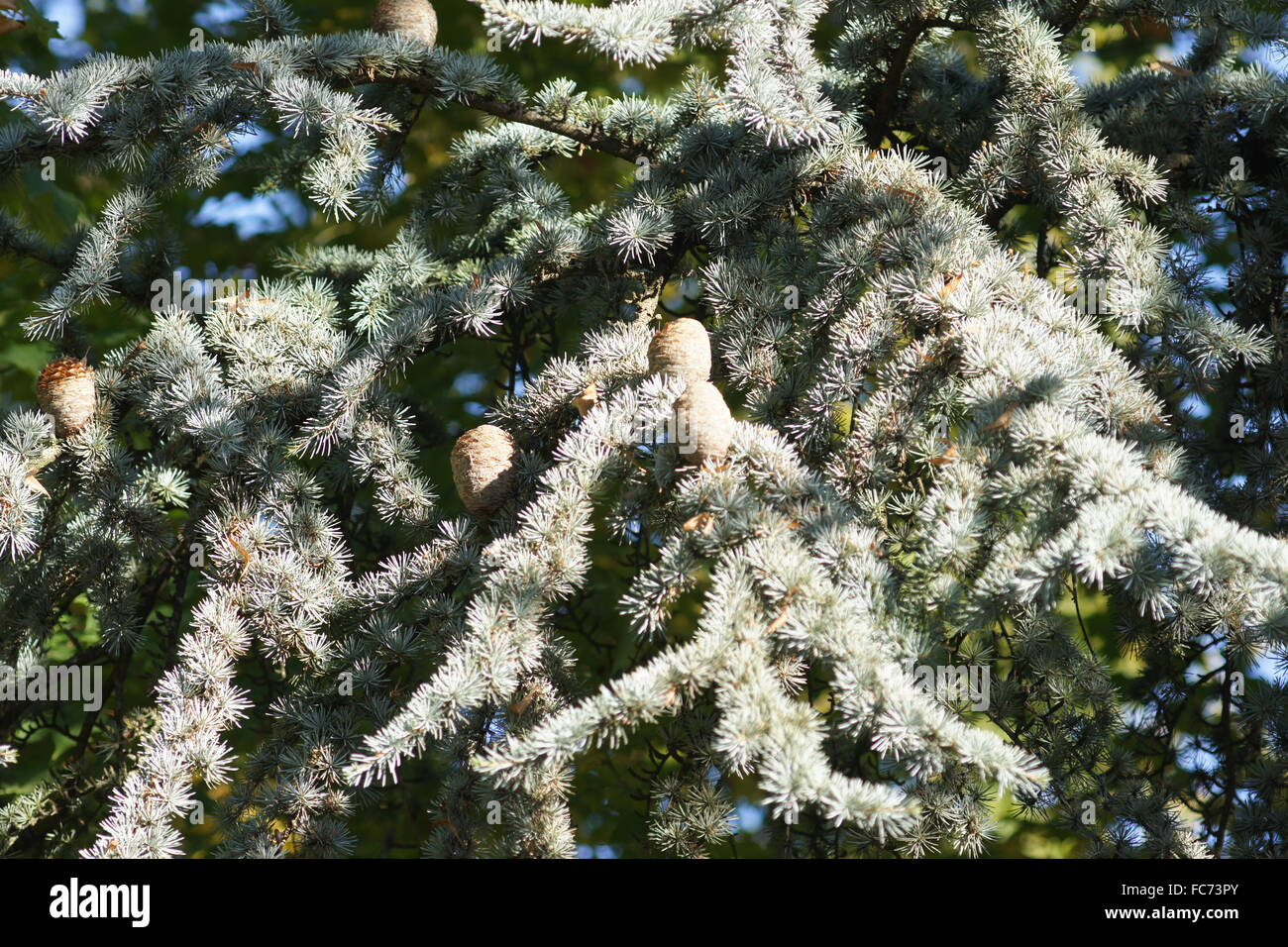 Atlas zeder hi-res stock photography and images - Alamy