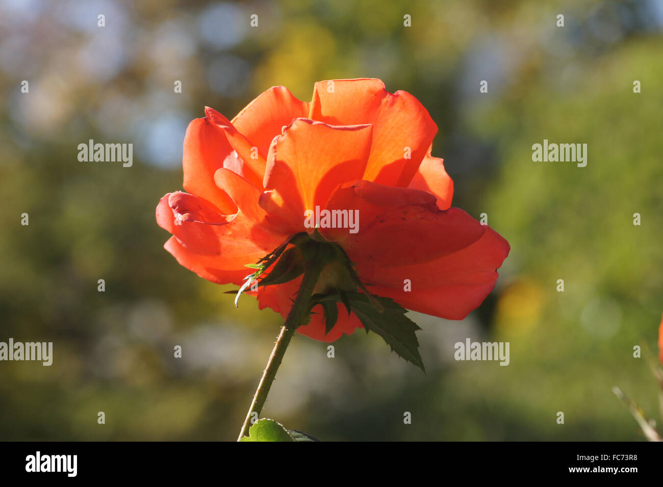 Alexander hybrid tea rose hi-res stock photography and images - Alamy
