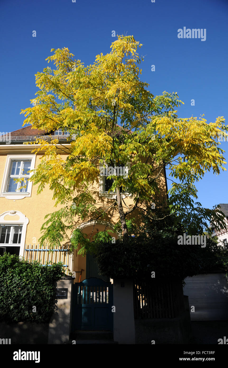 Kentucky coffeetree hi-res stock photography and images - Alamy