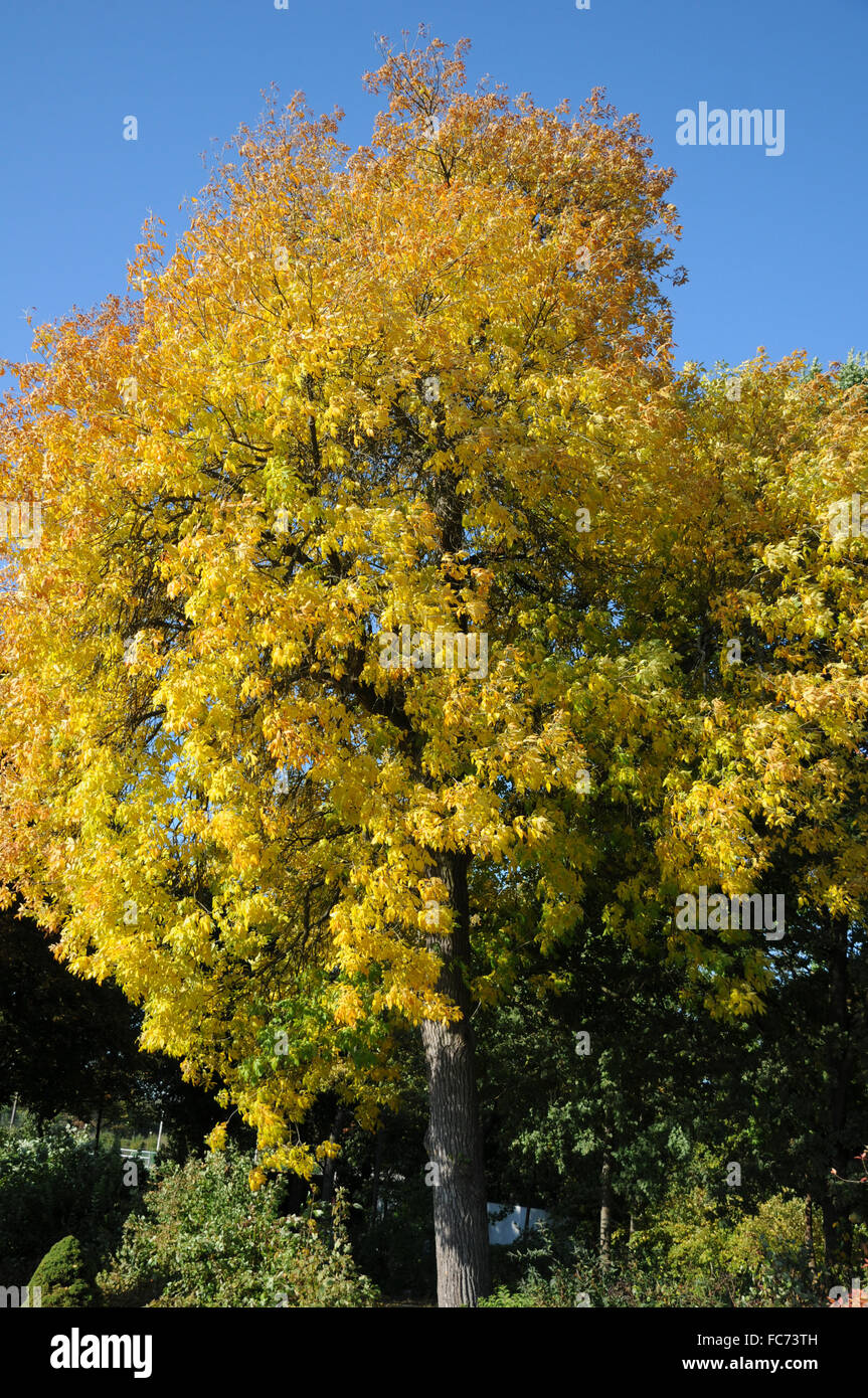 Ash tr hi-res stock photography and images - Alamy