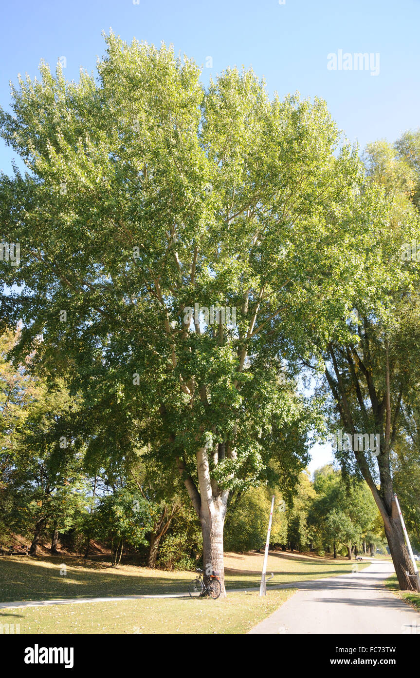 Weisspappel silber pappel populus alba hi-res stock photography and ...